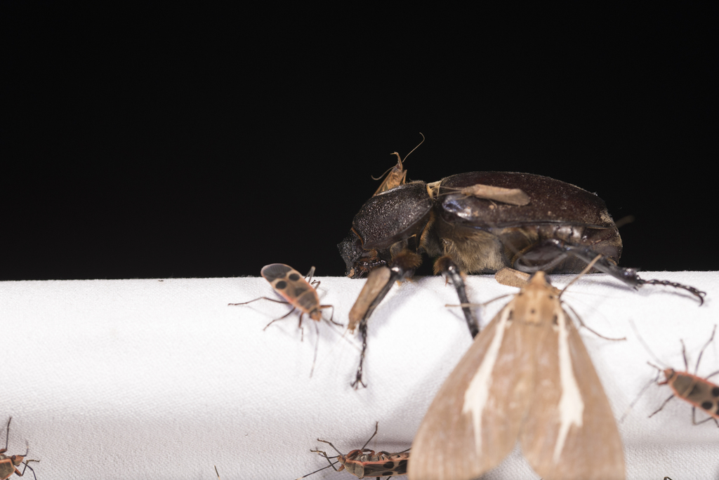 Trypoxylus dichotomus tsunobosonis from 台灣苗栗縣卓蘭發電廠 on August 17, 2022 ...