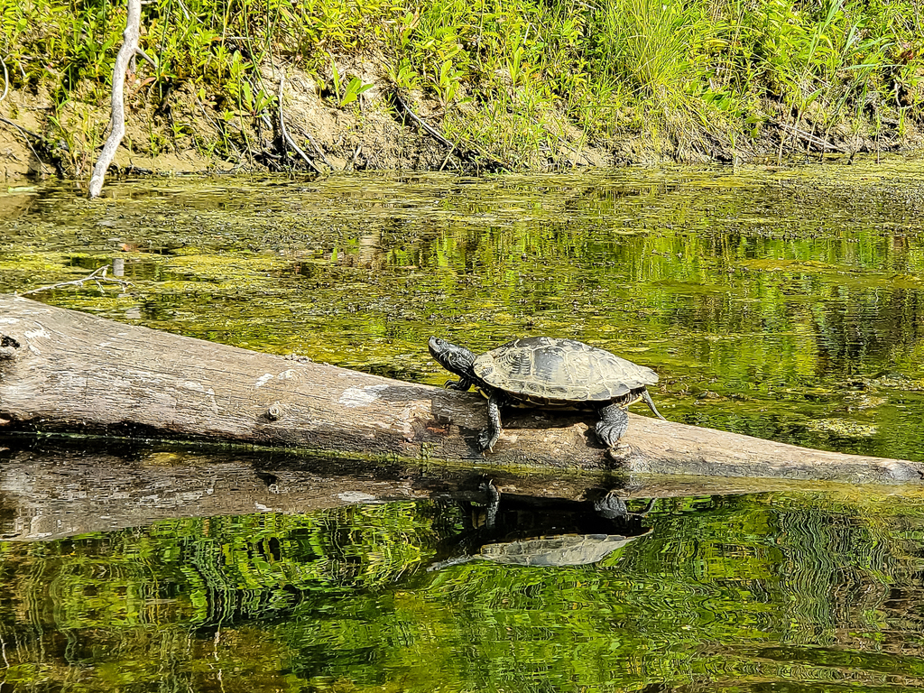 Northern Map Turtle from Huron County, MI, USA on August 20, 2022 at 10 ...