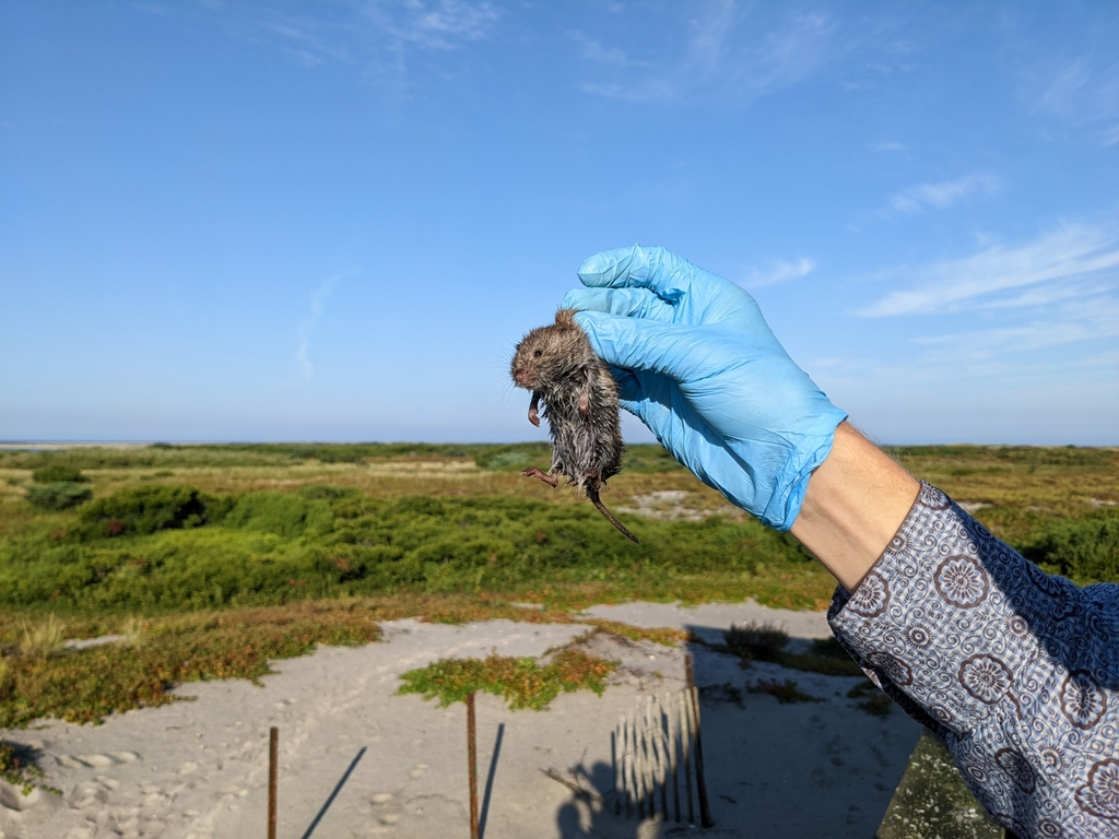 Muskeget Vole in August 2022 by Lily M · iNaturalist