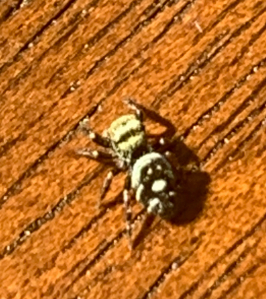 Bold Jumping Spider from E Caley Ave, Centennial, CO, US on August 18 ...