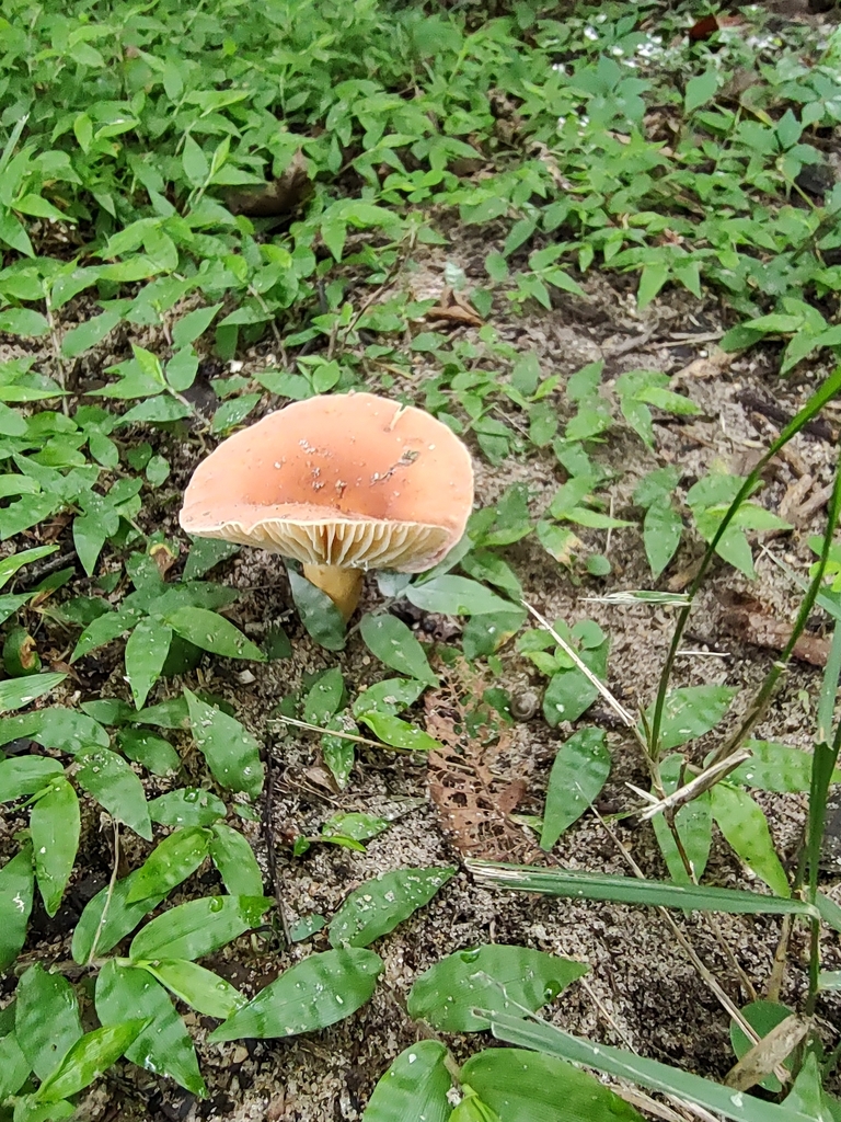 hygrophorus milkcap from Escambia County, US-FL, US on August 21, 2022 ...