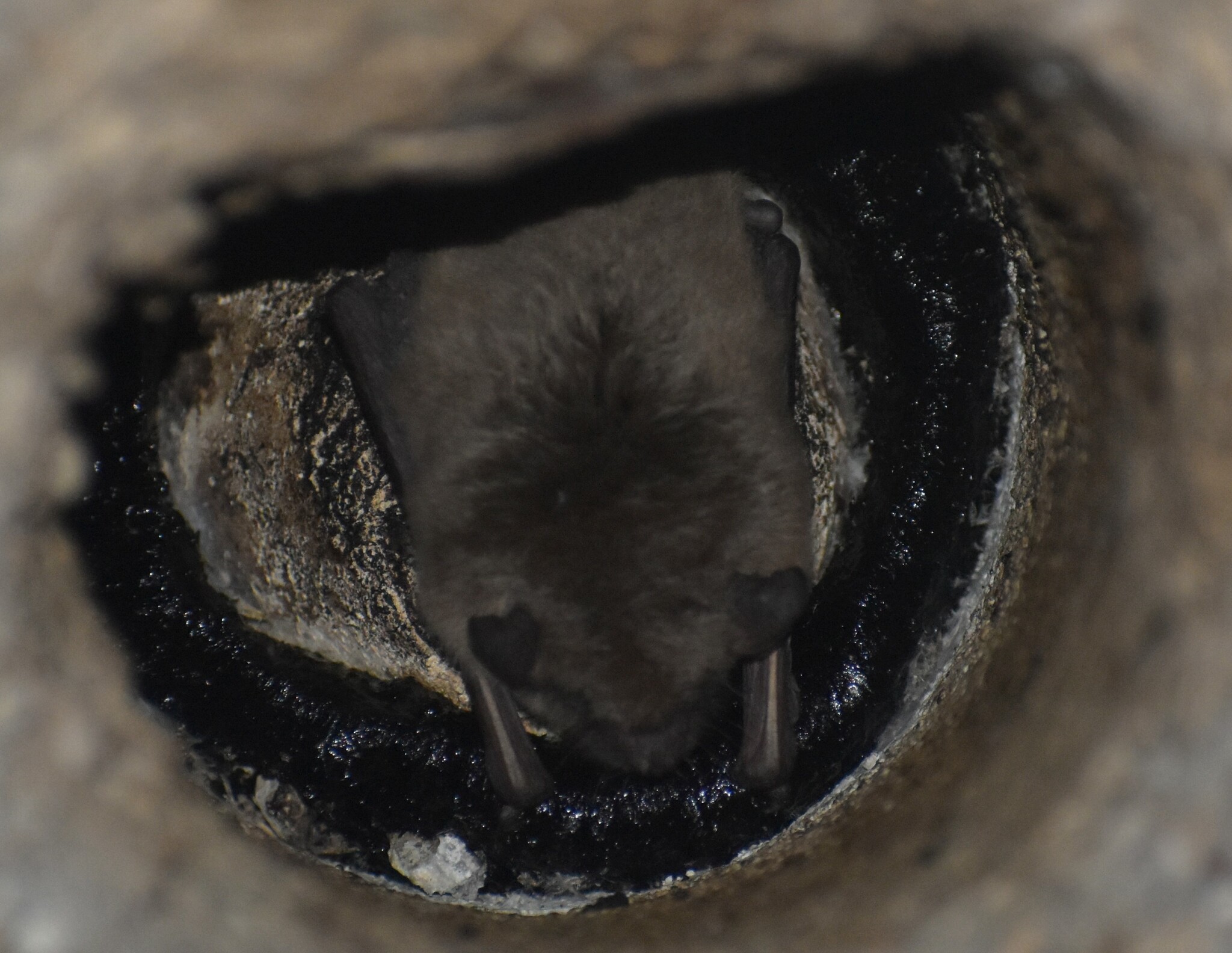 Myotis velifer (J.A.Allen, 1890)