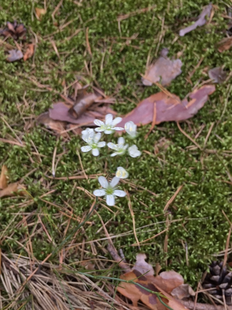 Eremogone procera in August 2022 by Žygimantas Valiuška · iNaturalist