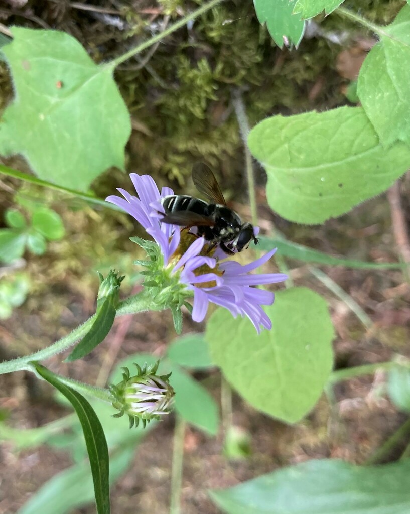 Narrow-banded Pond Fly from Improvement District No. 9, AB T0L, Canada ...