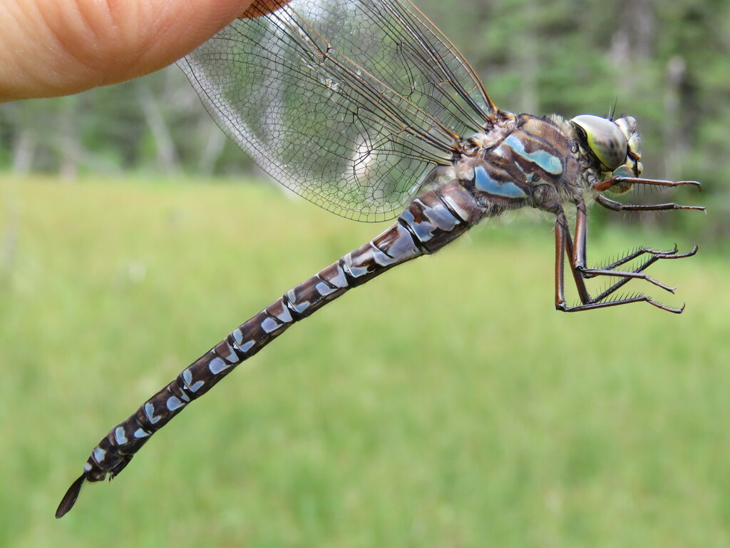 Lake Darner from Bas-Saint-Laurent, QC, Canada on August 7, 2022 at 02: ...