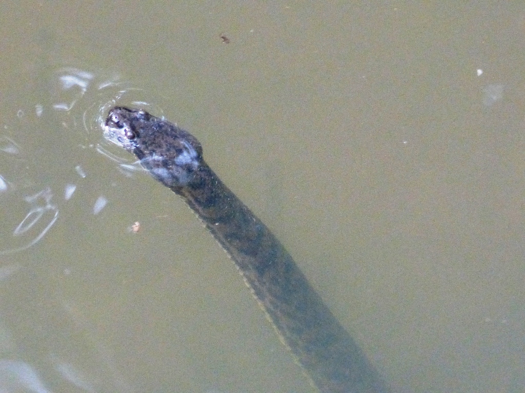 Southeast Asian Bockadam from Singapore on August 18, 2022 by minder ...