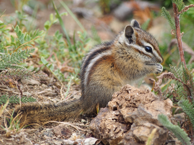 Olympic Chipmunk (Neotamias amoenus caurinus) - Know Your Mammals