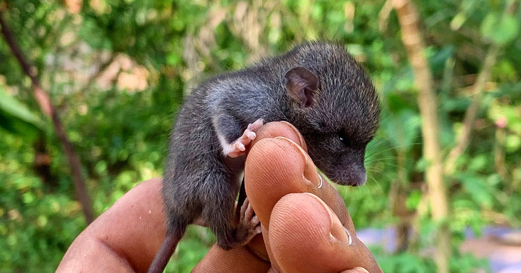Black Rat (Rattus rattus) - Know Your Mammals