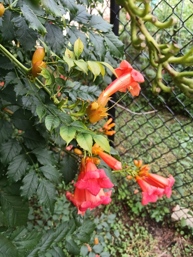 American trumpet vine from Elmhurst, IL 60126, USA on August 21, 2022 ...