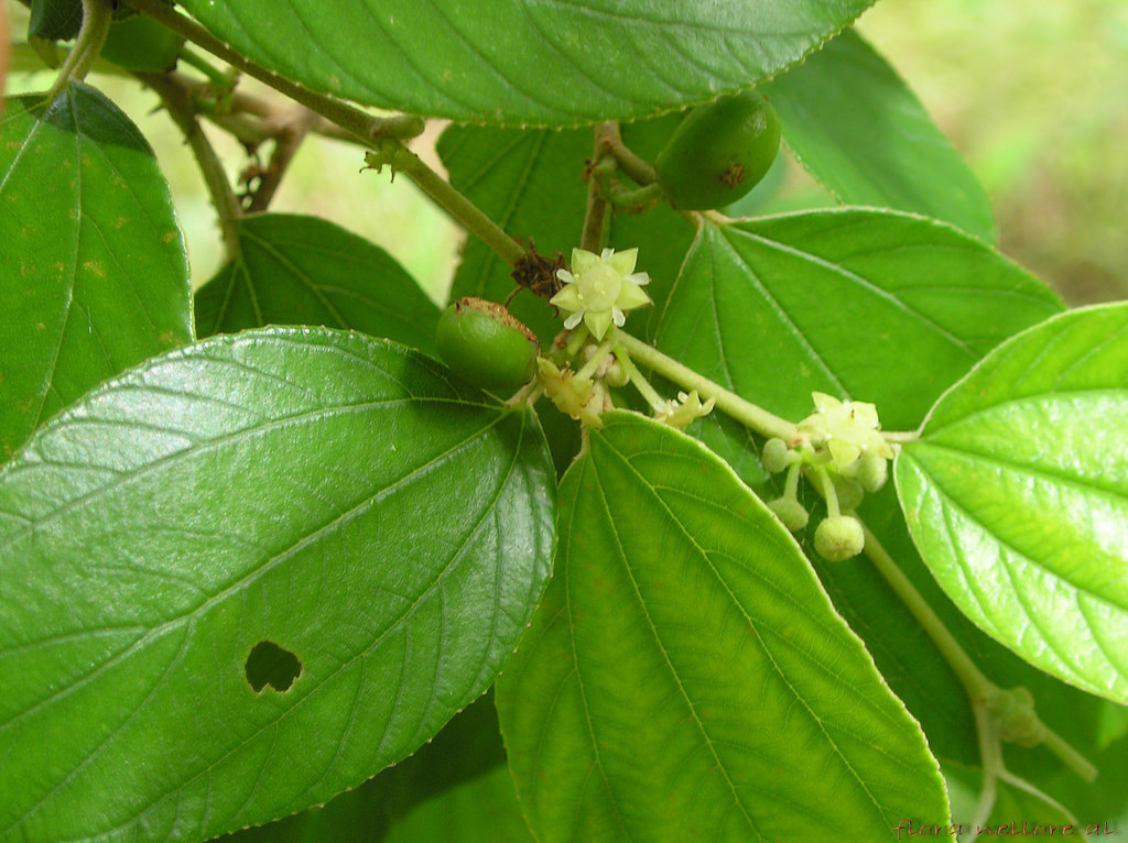 Chinese Apple (Harvard Yard) · iNaturalist