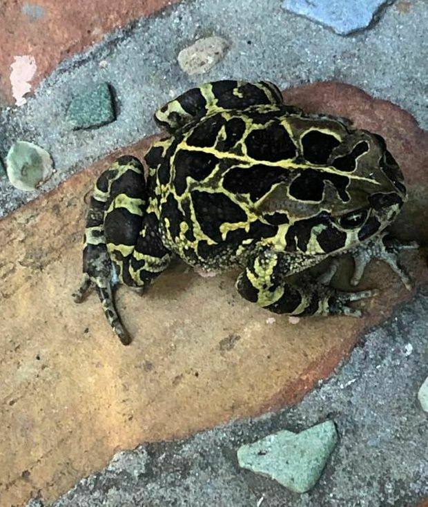 Western Leopard Toad from Cape Town, South Africa on August 21, 2022 by ...