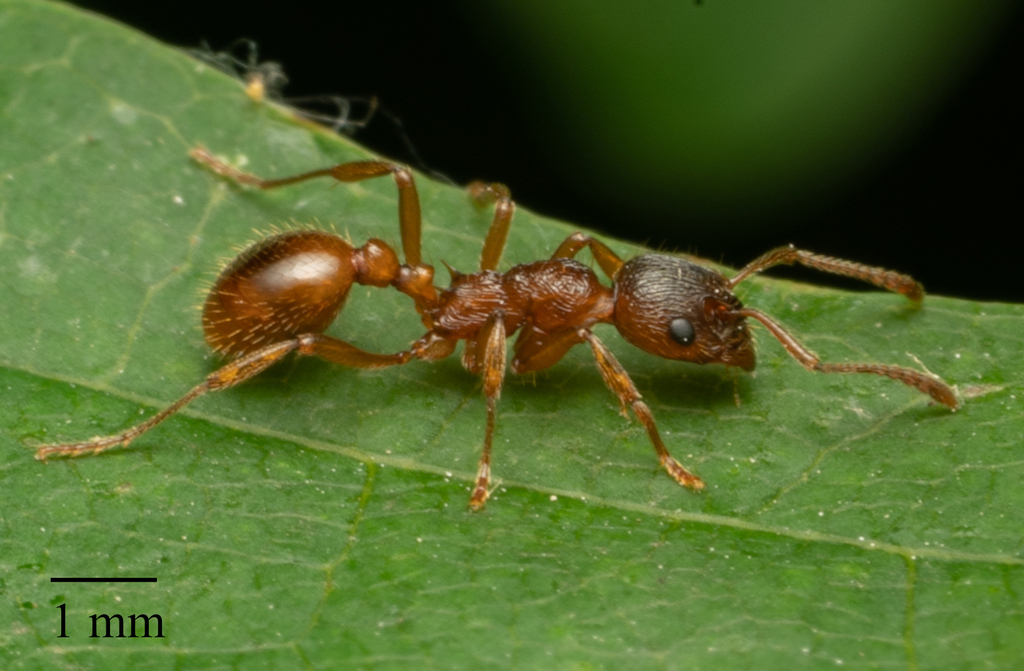 European fire ant from Schwabing-Freimann, Munich, Germany on July 7 ...