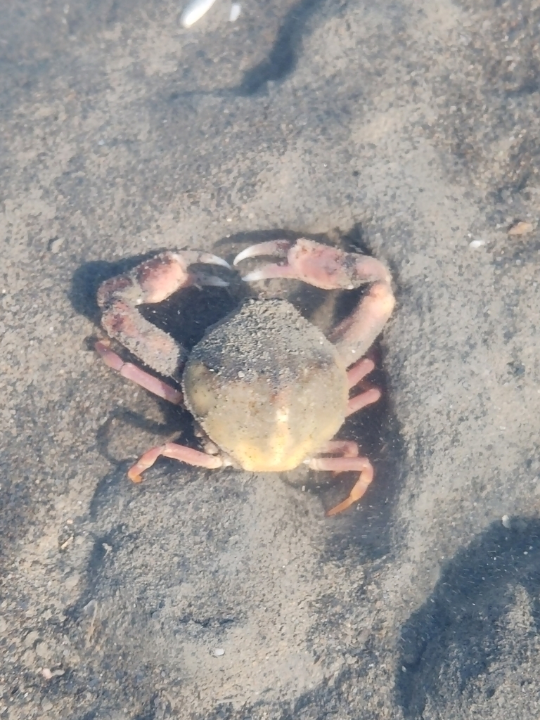 Purse Crabs from Yulin, TW-TA, TW on August 21, 2022 at 05:00 PM by ...