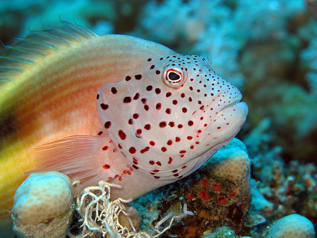Freckled Hawkfish (Paracirrhites forsteri) - Marine Life Identification