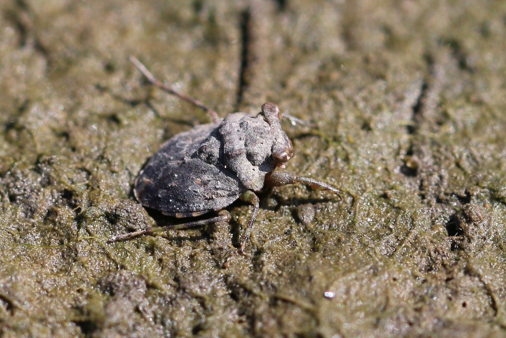Big-eyed Toad Bug from Portage, IN, USA on July 28, 2018 at 10:05 AM by ...