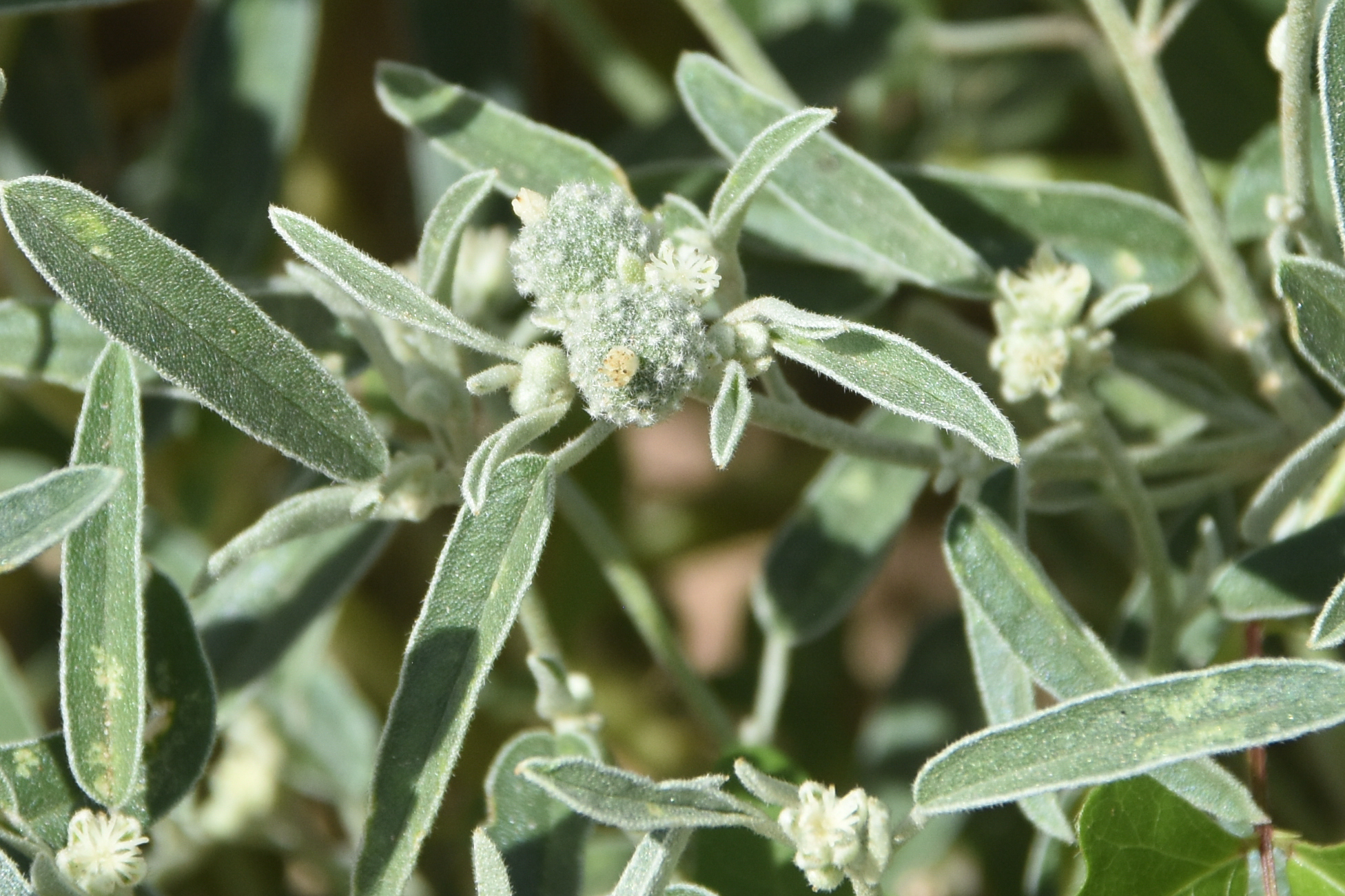 Croton texensis (Klotzsch) Müll.Arg.