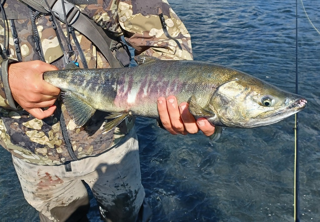 Chum Salmon (Oncorhynchus keta) - Marine Life Identification