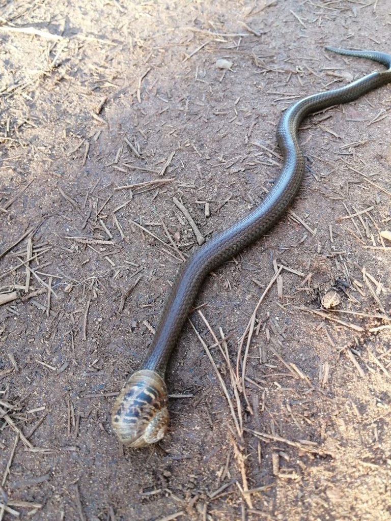 Common Slug-eater from Sweet Valley, Cape Town, 7945, South Africa on ...