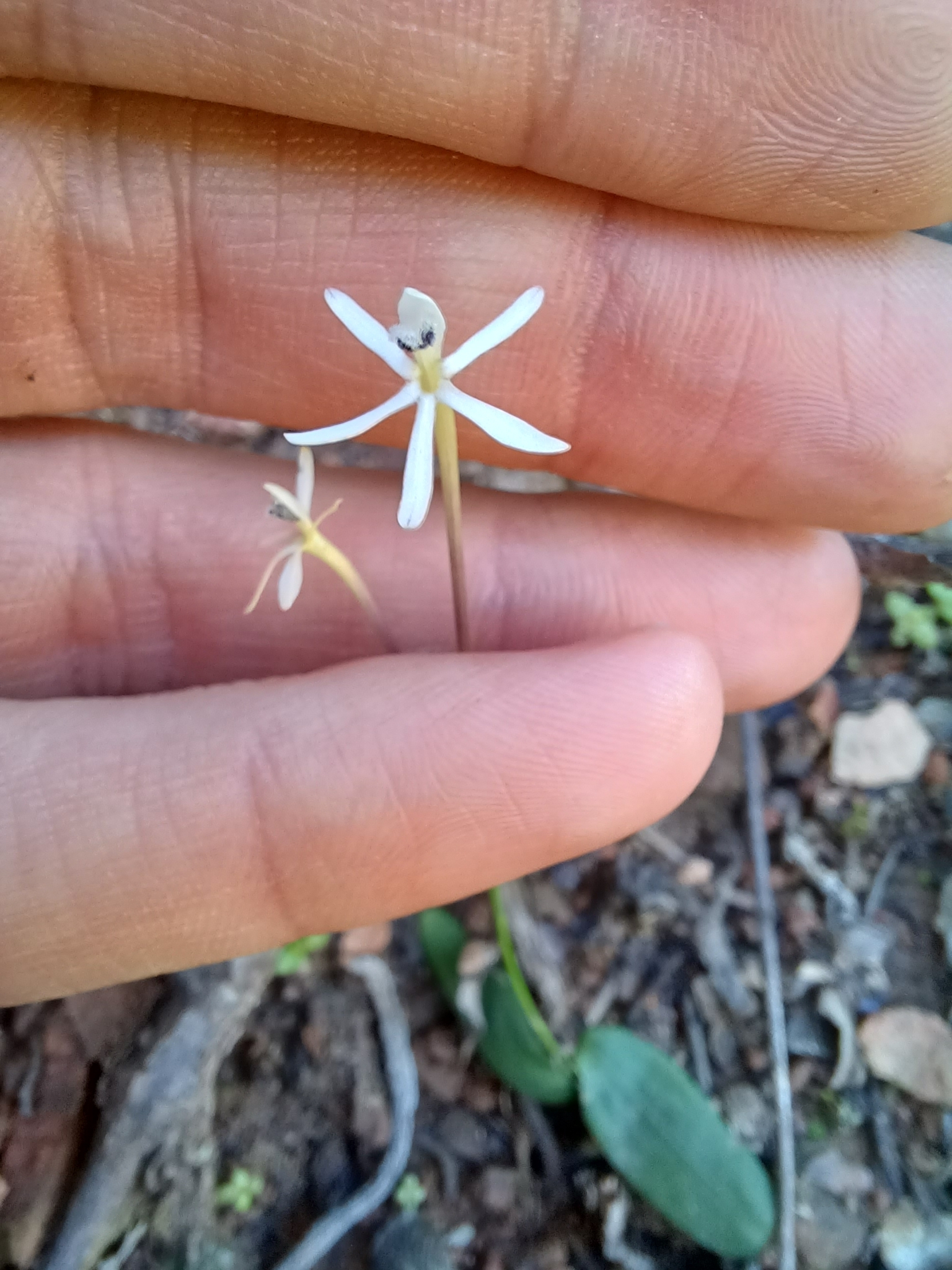 Xenoscapa fistulosa (Spreng. ex Klatt) Goldblatt & J.C.Manning