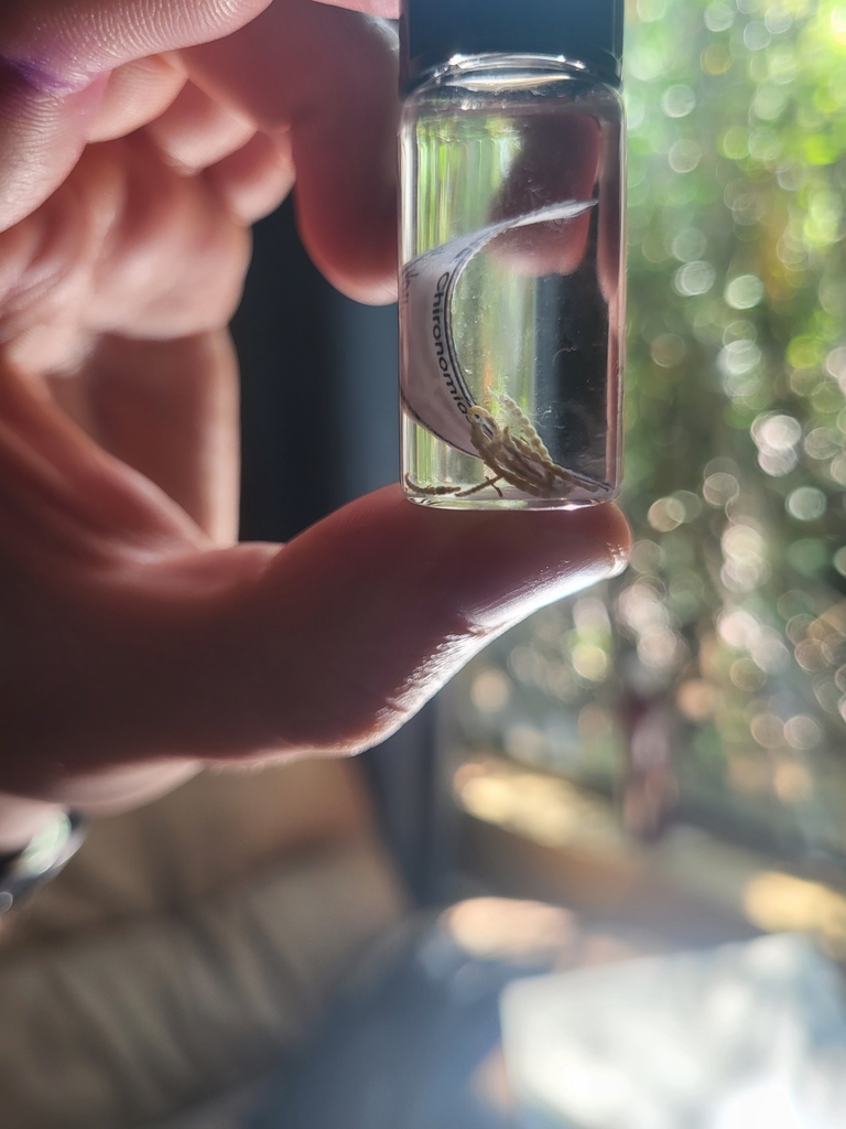Non-biting Midges from Tanque Verde Wash on February 20, 2022 at 12:00 ...