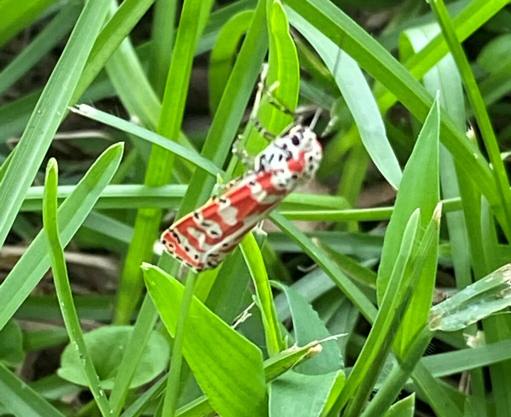Ornate Bella Moth from Along Alabama River, Claiborne Dam, Monroe ...