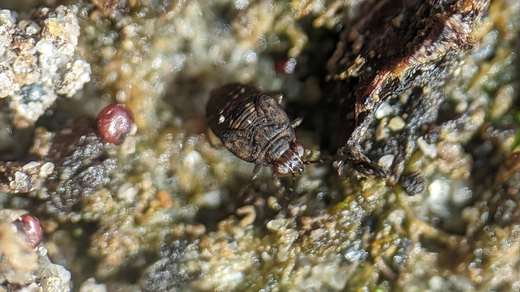 Shore bugs from Lisse, Zuid-Holland, Netherlands on August 21, 2022 at ...