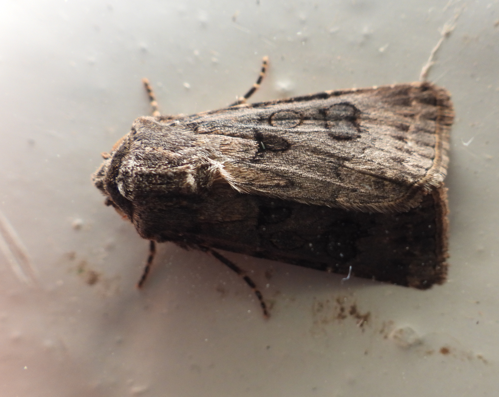Agrotis bigramma (Esper)
