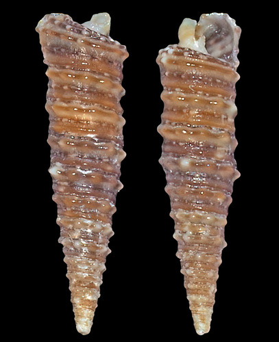 Euthymella elegans · iNaturalist