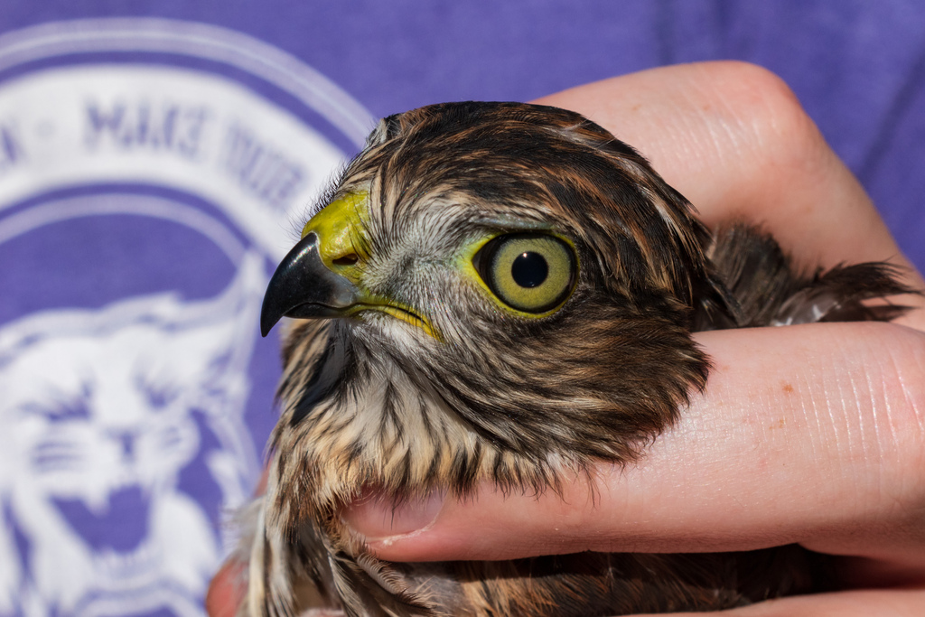 Sharp-shinned Hawk from Ogden, UT, USA on August 17, 2022 at 11:05 AM ...