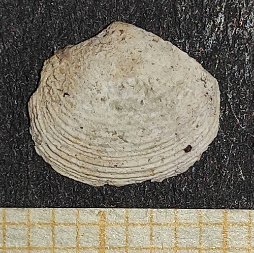 Spiny Myrtea (Myrtea spinifera) · iNaturalist