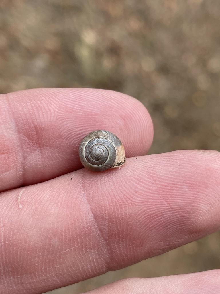 Globular Drop Snail from Dinosaur Valley State Park, Glen Rose, TX, US ...