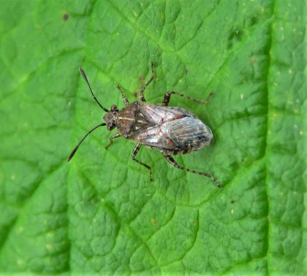 Arhyssus nigristernum from Prince Edward Island, Canada on August 19 ...