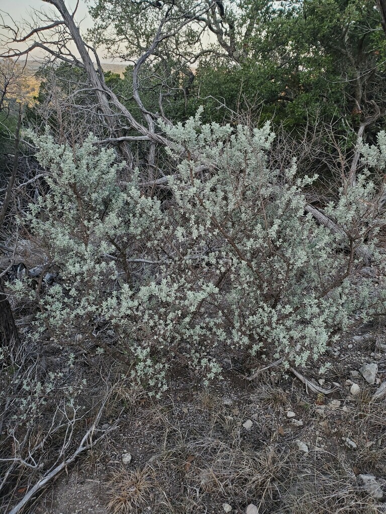 cenizo from Blanco, Texas, United States on August 10, 2022 at 07:17 AM ...