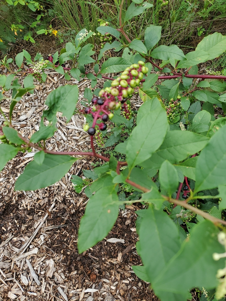 American pokeweed from Huntsville on August 21, 2022 at 02:45 PM by ...
