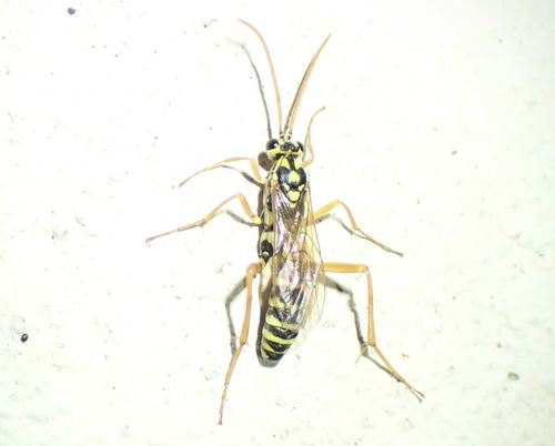 Genus Latibulus · iNaturalist