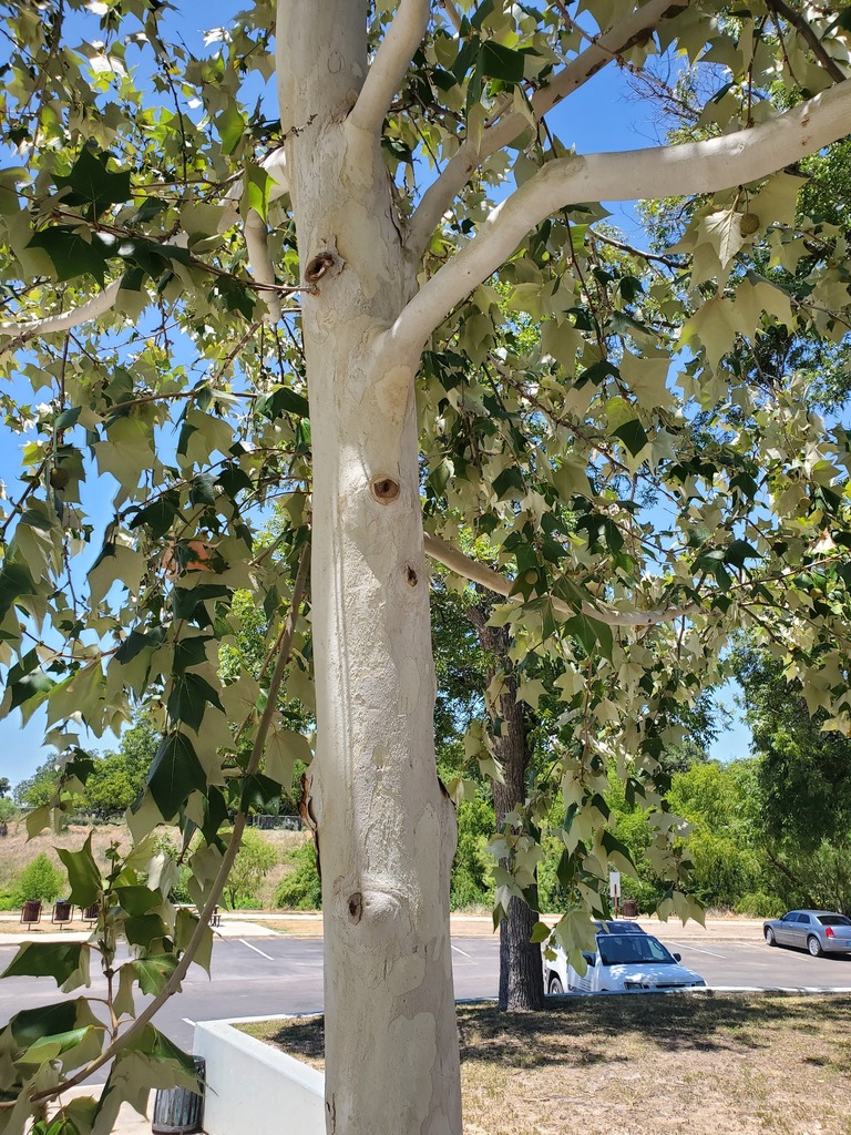 Mexican Sycamore from Bexar, Texas, United States on August 10, 2022 at ...