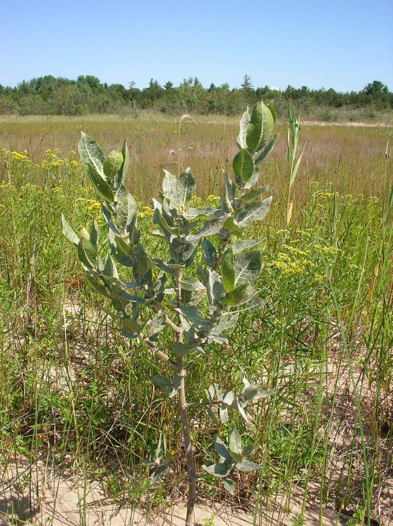 sand dune willow from AuSable Pt, Iosco County, MI, USA on August 7 ...
