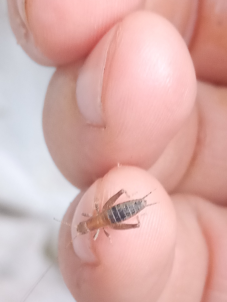 Hairy Scale-cricket from 01023 Bolsena VT, Italia on August 21, 2022 at ...