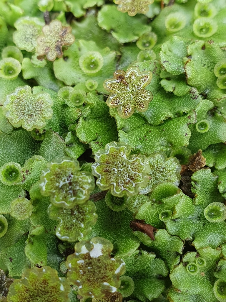 Common Liverwort (Marchantia polymorpha) - Botanical Realm