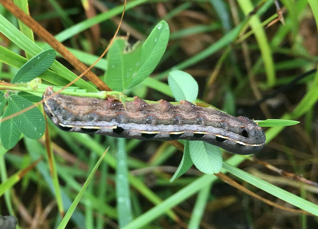 Armyworm Moths from Fayetteville, AR 72704, USA on August 21, 2022 at ...