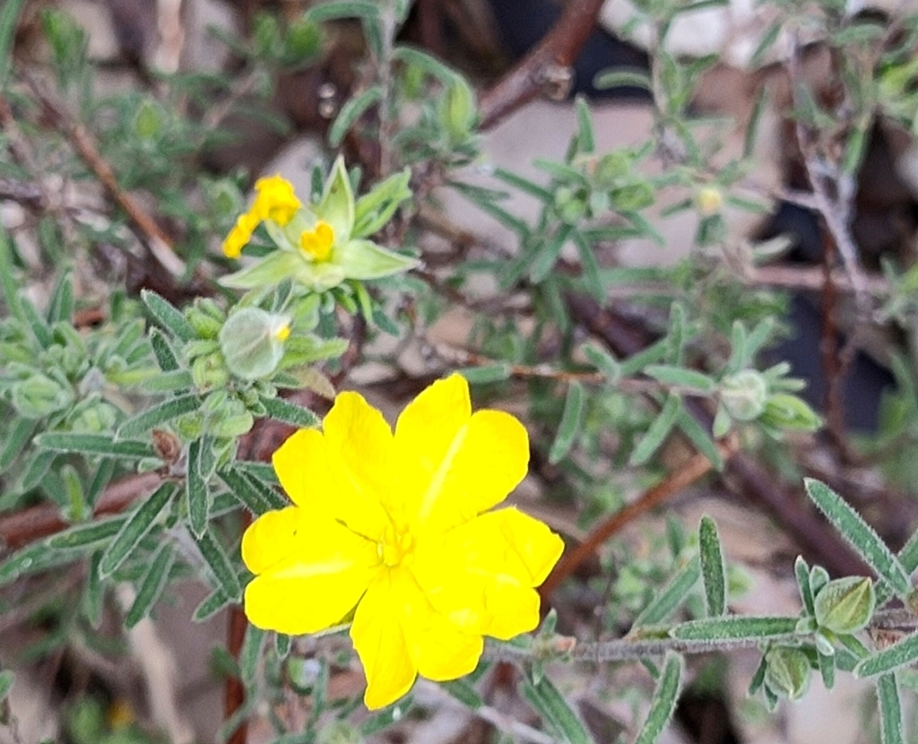 guinea-flowers from Seymour VIC 3660, Australia on August 21, 2022 at ...