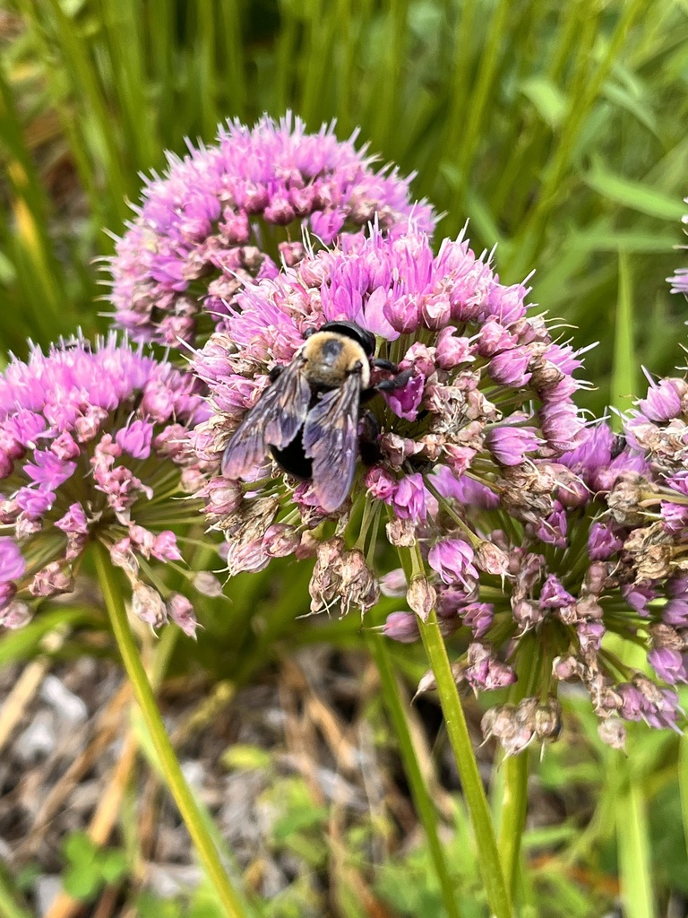 Eastern Carpenter Bee from Spring Valley Nature Sanctuary, Schaumburg ...