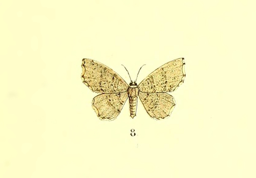Epiplema columbaris · iNaturalist