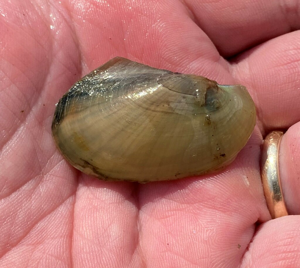 Fragile Papershell from Alabama River, ARM 63.5, Monroe County, AL, USA ...