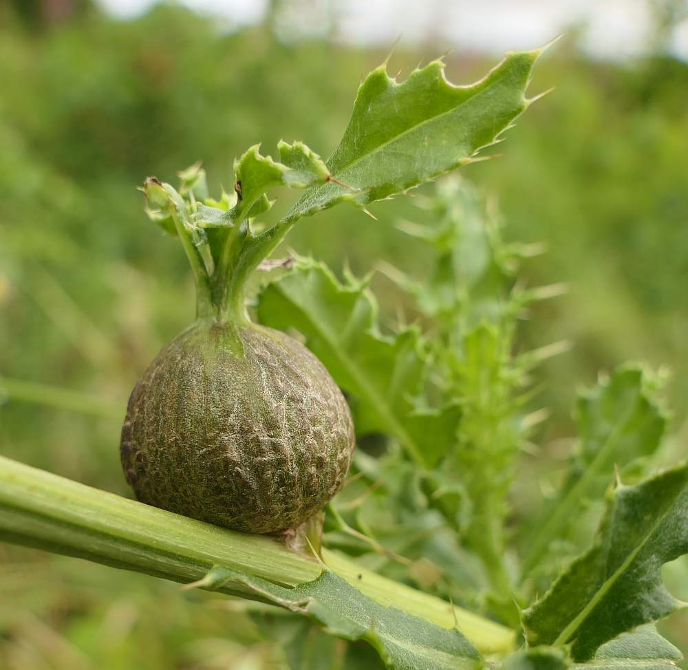 Insects from Greenbelt, Ottawa, ON, Canada on August 09, 2022 at 11:23 ...