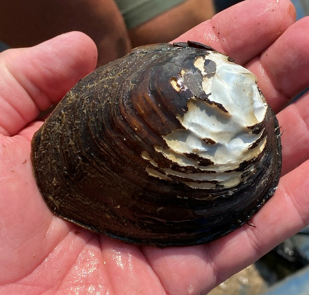 Ebonyshell from Alabama River, ARM 63.5, Monroe County, AL, USA on ...