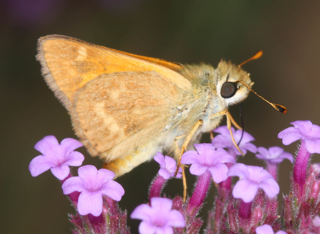 Field Skipper (Southern Plains butterfly guide) · iNaturalist