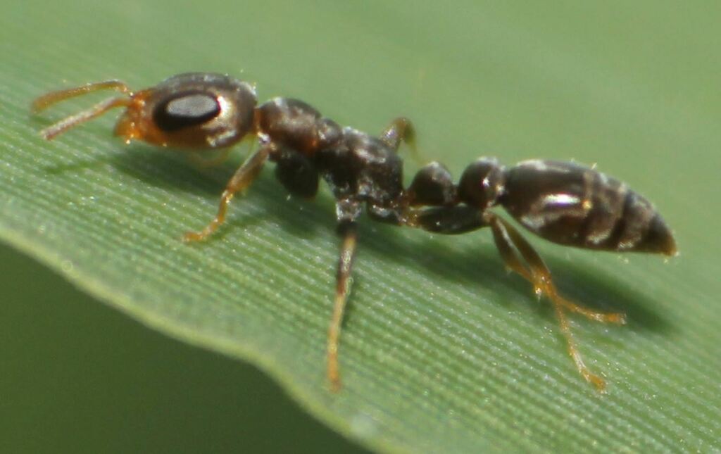 Mangrove Twig Ant from Palm Beach County, FL, USA on August 21, 2022 by ...