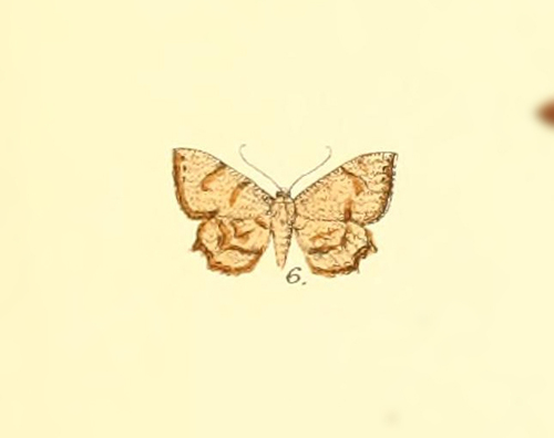 Epiplema obscuraria · iNaturalist