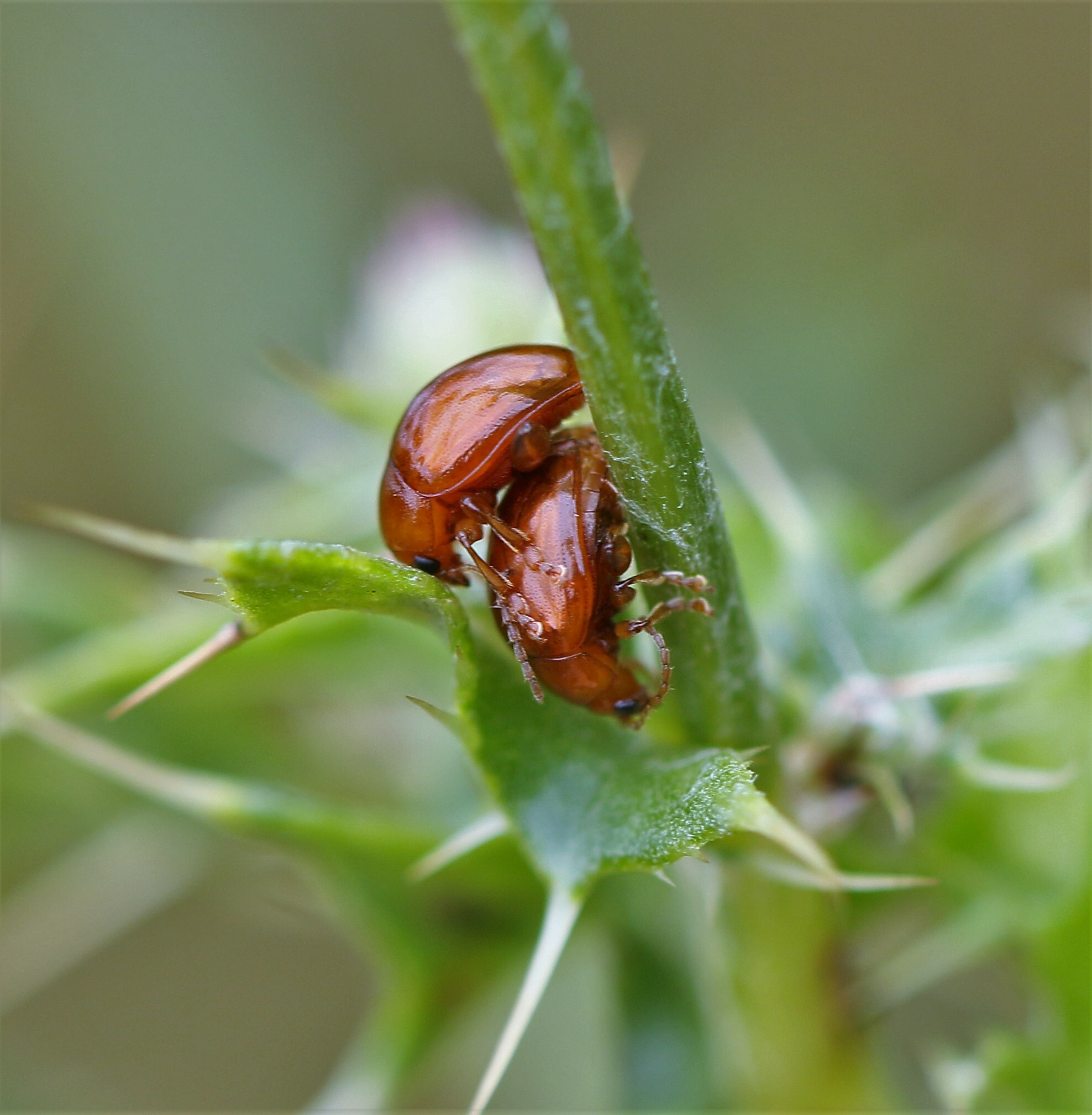 Sphaeroderma testaceum (Fabricius, 1775)